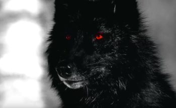 Cadejos: Gigantic Dogs of Good & Evil – Mexico Unexplained