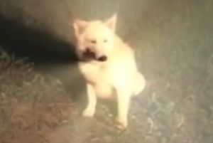 Cadejos: Gigantic Dogs of Good & Evil - Mexico Unexplained