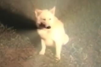 Cadejos: Gigantic Dogs of Good & Evil – Mexico Unexplained