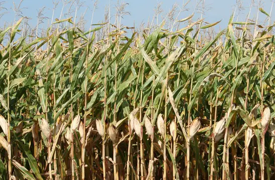 The Story of Maize, Mexico’s Gift to the World – Mexico Unexplained
