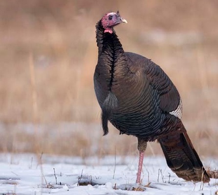 Mexican Tales of Terror – Mexico Unexplained