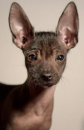 Xoloitzcuintli: Sacred Dog of the Ancient Mexicans - Mexico Unexplained
