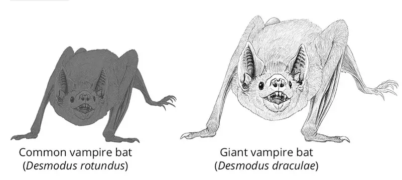 Camazotz: Batman of the Maya – Mexico Unexplained