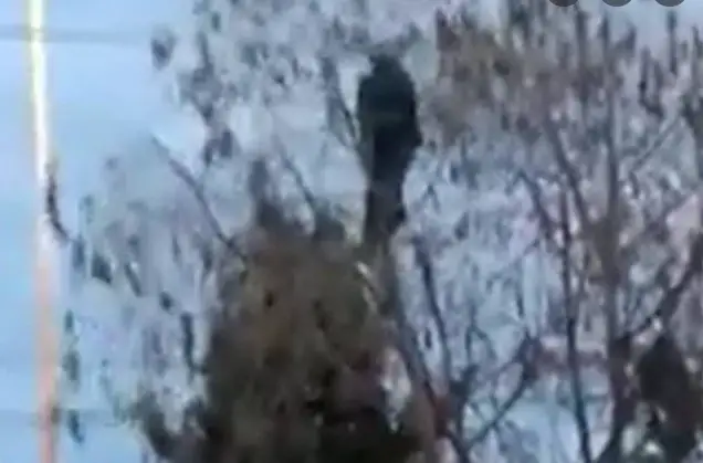 Hombre Pájaro, Mexico’s Bird Man Creature – Mexico Unexplained